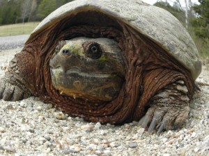 Swimming Midcoast Maine: Rocky Pond
